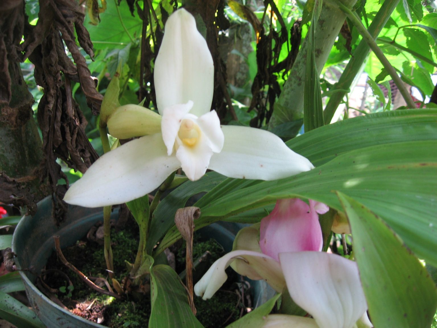 La MONJA BLANCA: Flor NACIONAL de GUATEMALA