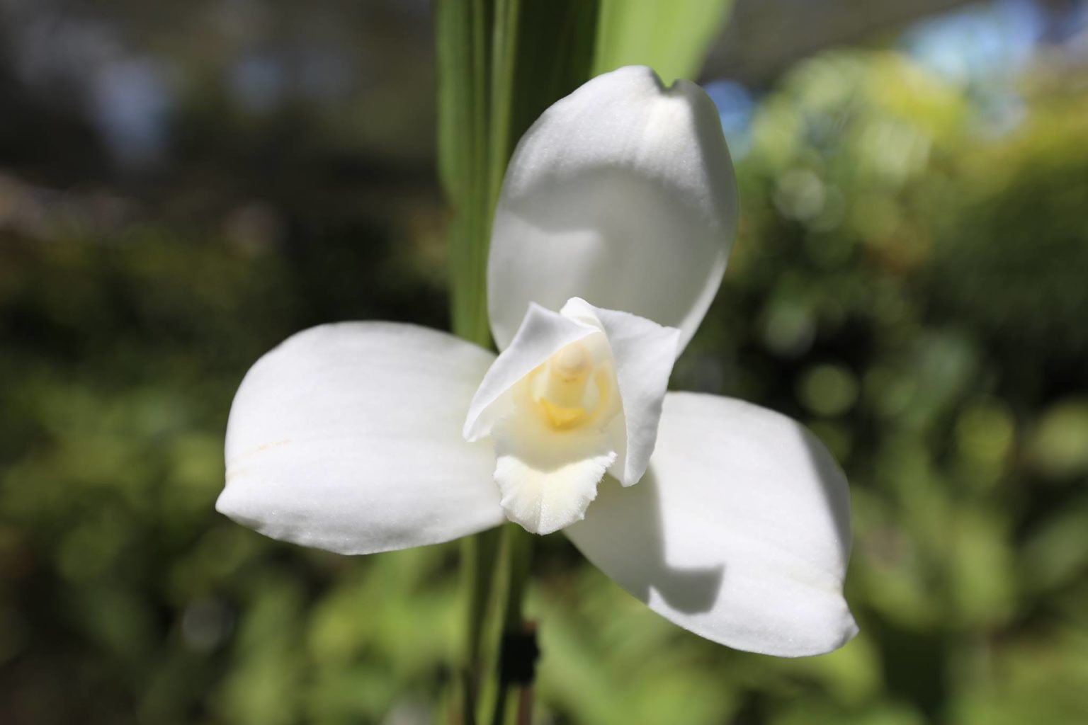 La MONJA BLANCA: Flor NACIONAL de GUATEMALA